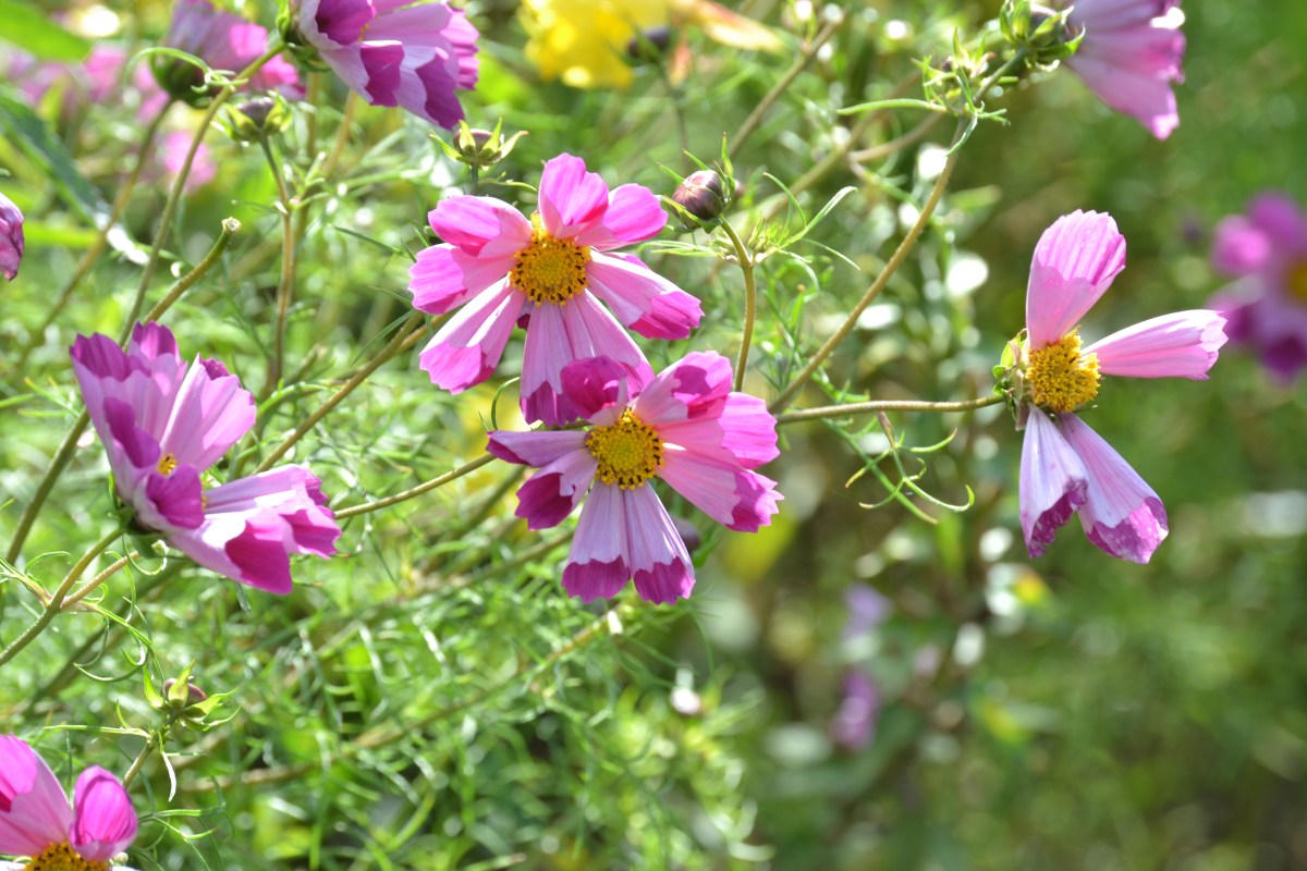 8 Must Have Annuals for the Summer Border – A BLOG OF TWO GARDENS