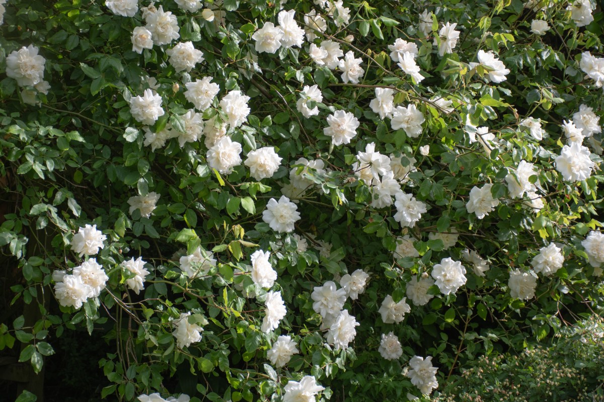 Tips for Success with Roses – Flora in Focus Journal